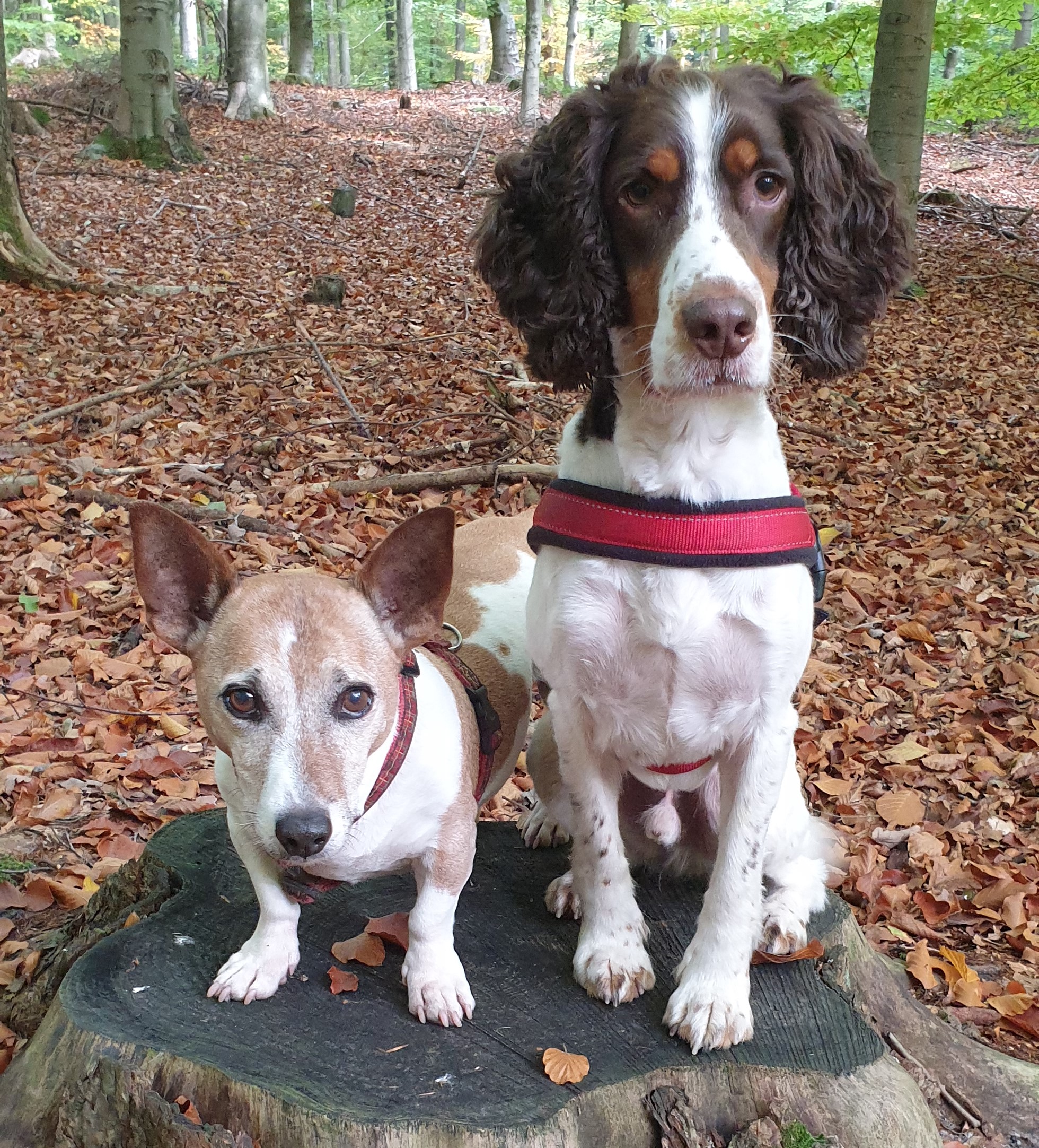 About Us - Walking Paws - Monmouth