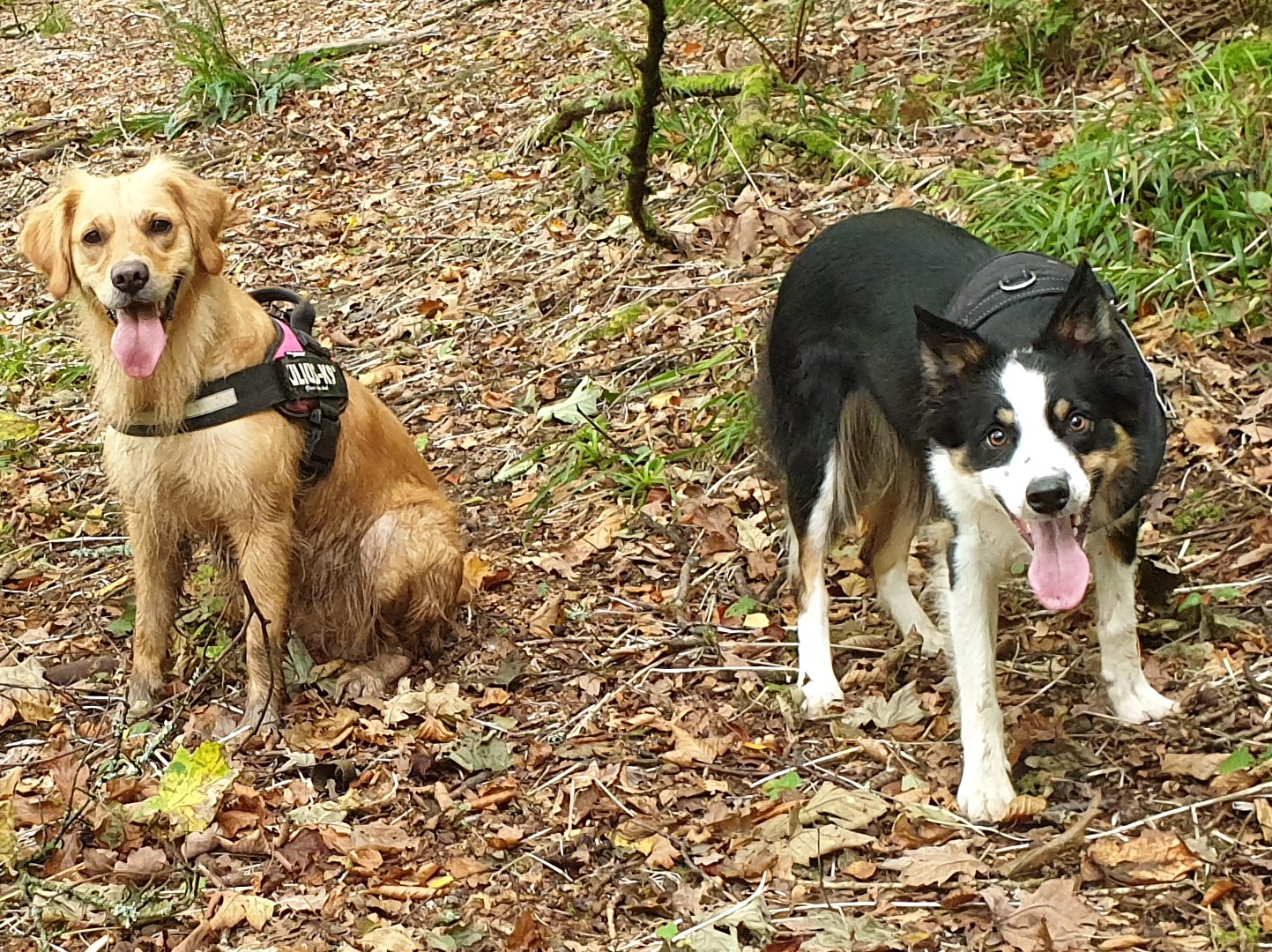 Our Dog Walking Service - Walking Paws - Monmouth